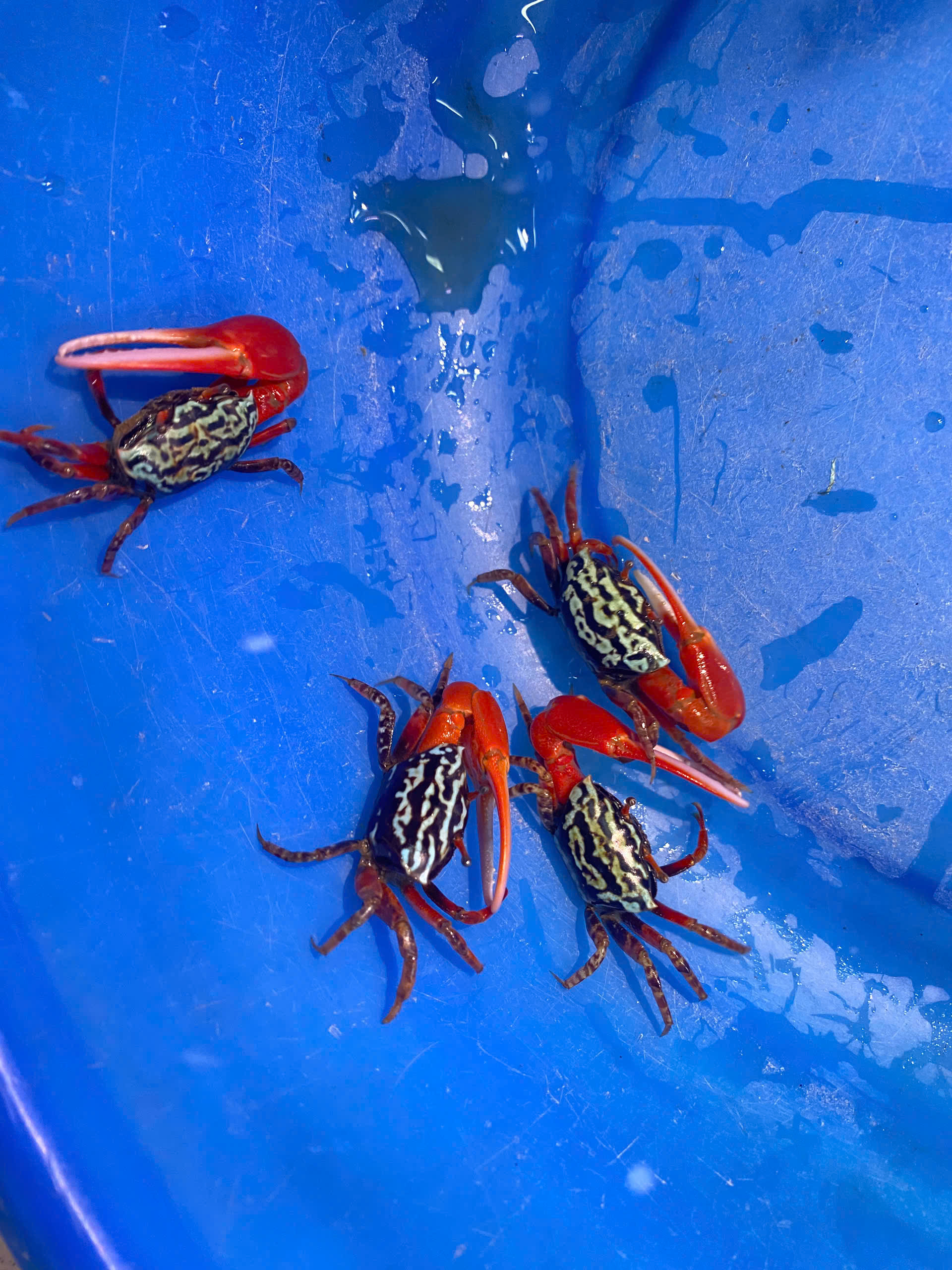 Cua Kiểng Tình Lữ