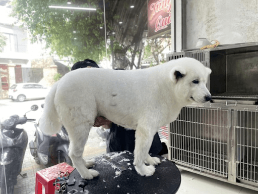 Giun móc ở chó: Dấu hiệu, nguyên nhân và cách điều trị hiệu quả