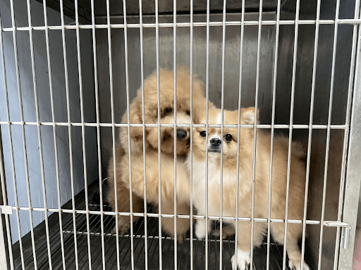 Giun móc ở chó: Dấu hiệu, nguyên nhân và cách điều trị hiệu quả
