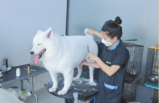 Giun móc ở chó: Dấu hiệu, nguyên nhân và cách điều trị hiệu quả