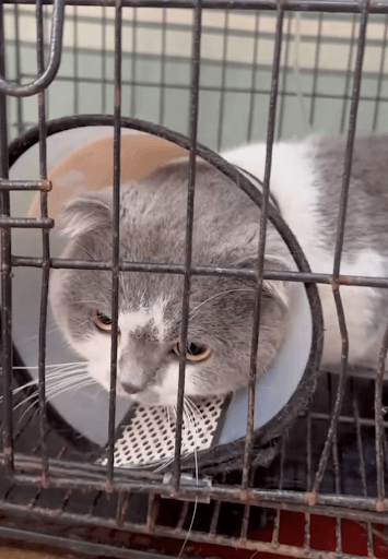 Mèo bị chảy nước mắt: Nguyên nhân, triệu chứng và cách điều trị