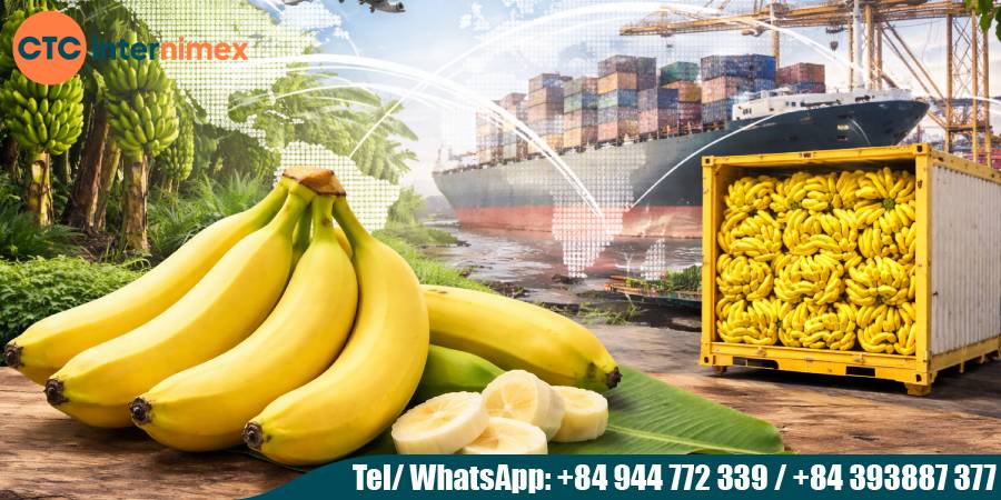 Why Cavendish Bananas Are The World’s Leading Export Banana Variety